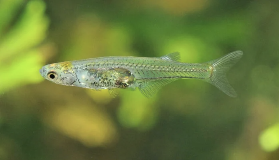 This Tiny Fish Can Produce Sounds That Are As Loud As A Firecracker