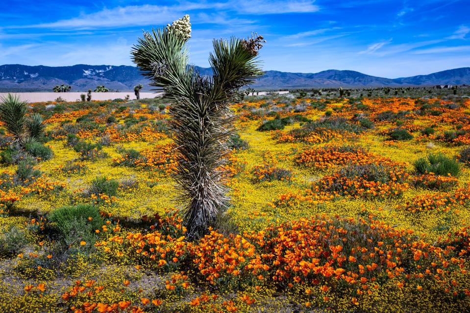 Flower Power: 4 Places To Catch California’s Amazing Desert Bloom