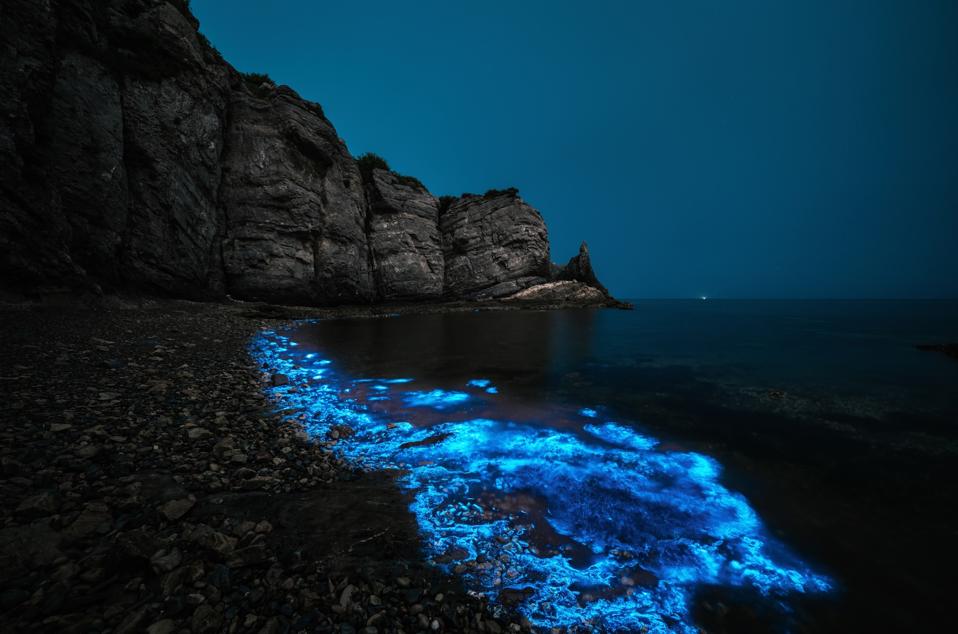 The ‘Bioluminescence Phenomenon’ Explained By A Biologist