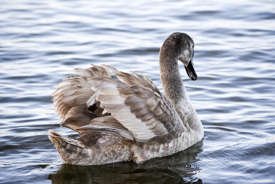 Grey Swans on the Horizon; AI, Cyber, Pandemics, and ET Scenarios