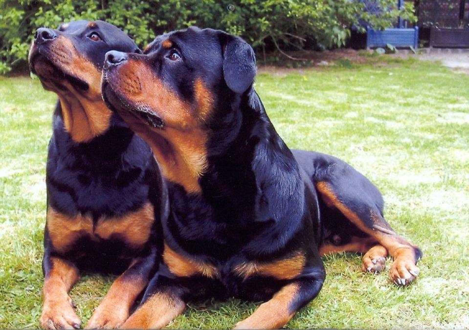 Neutering Rottweilers May Actually Reduce Their Lifespan: Study