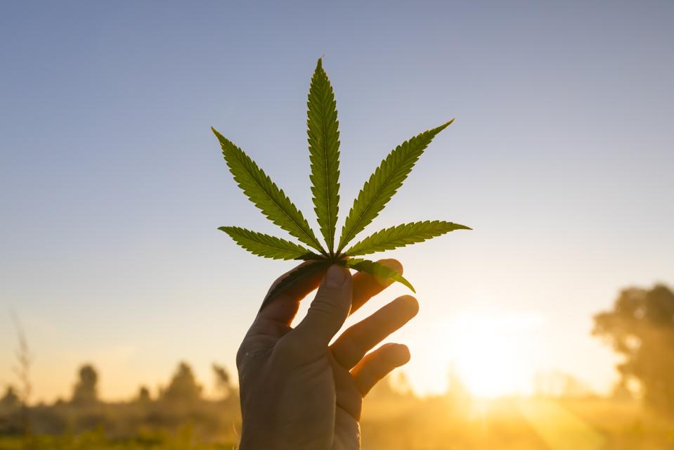 Cannabis May Help Treat Melanoma Skin Cancer, New Study Suggests