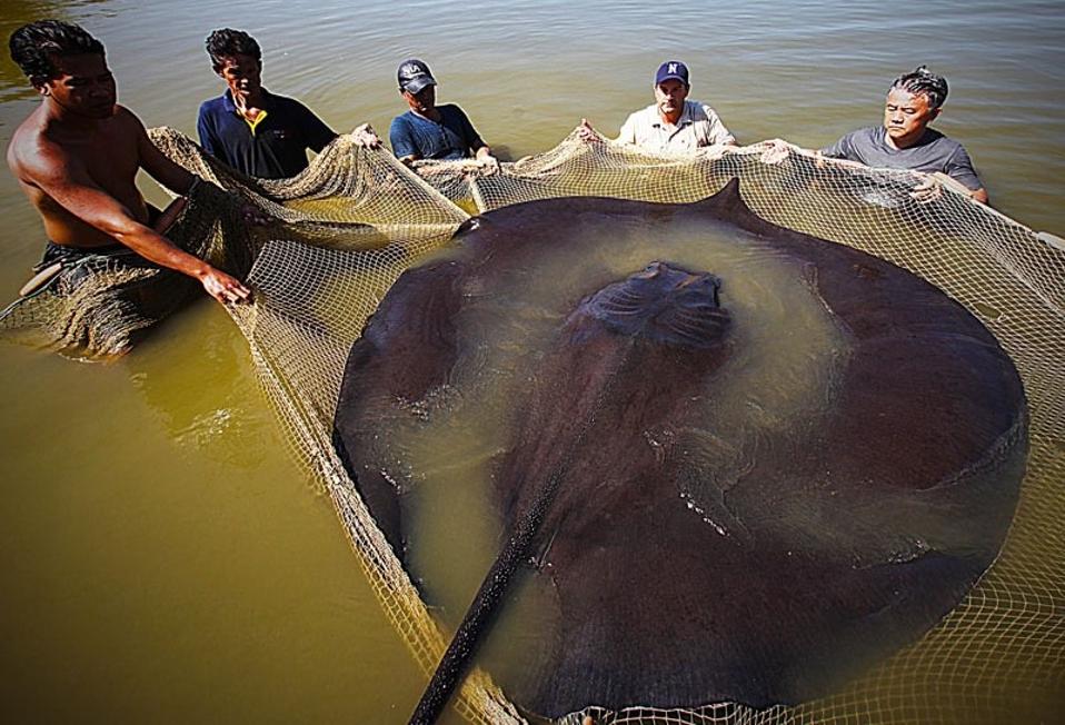 Substitutable Energy Development Drives Loss Of Unforgettable Fish