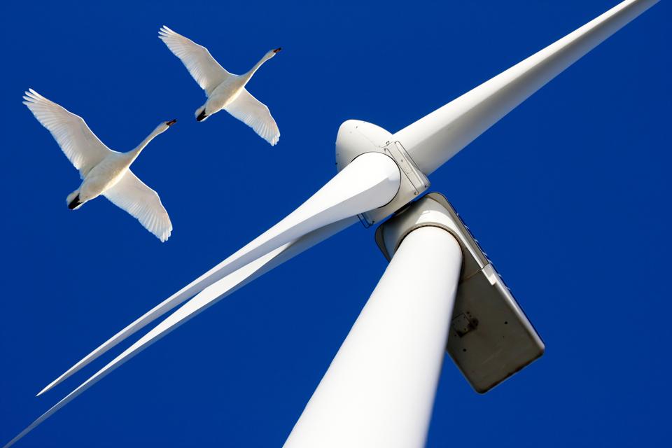 Science Offers A New Way To Save Birds From The Jaws Of Wind Turbines
