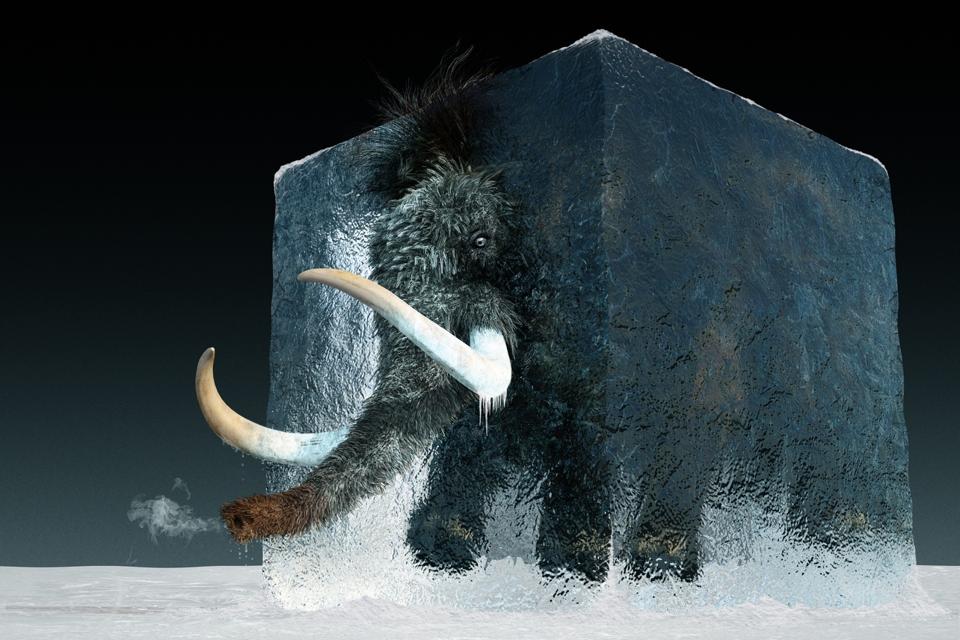 Stem Cell Breakthrough Could Lead To Woolly Mammoth Resurrection