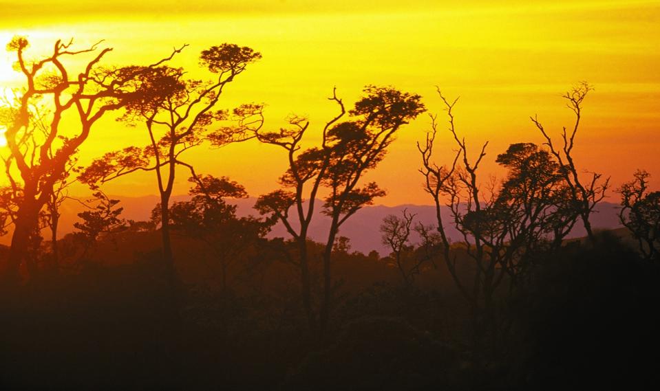 AI And Satellites Fight Climate Change And Restore Rainforests