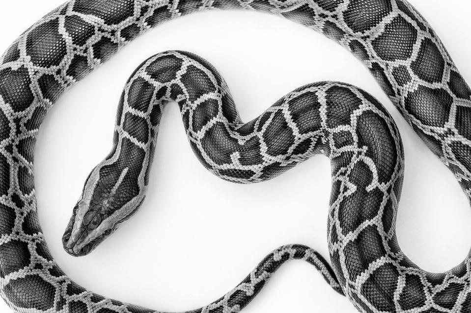 Python Farming Could Provide The Most Sustainable Meat Yet