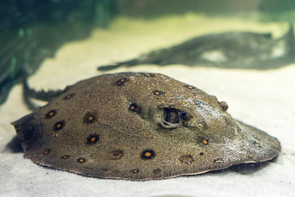 A Technological Breakthrough In Safeguarding Amazon Stingrays