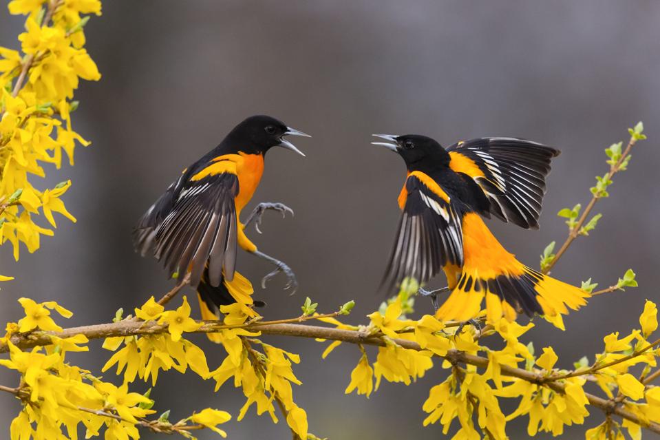 3 Essential Birdwatching Destinations To Explore Across Maryland