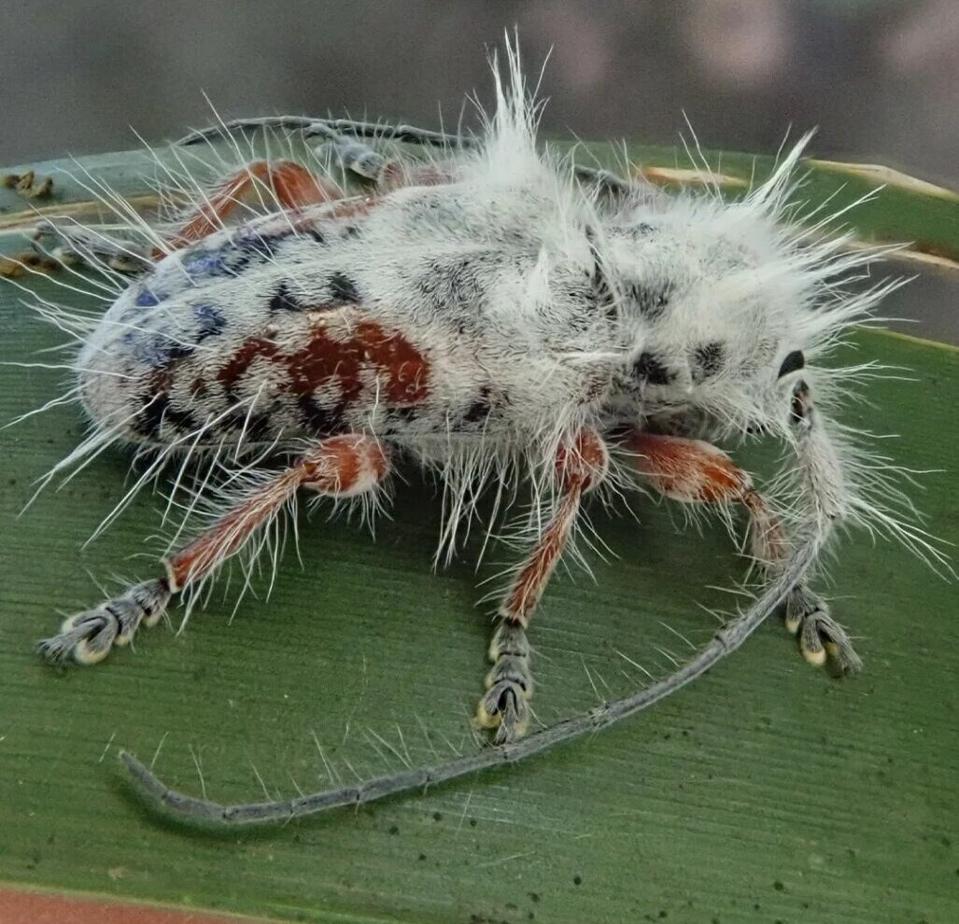 This Newly Discovered Fluffy Beetle Is Cuter’n A Bug’s Ear