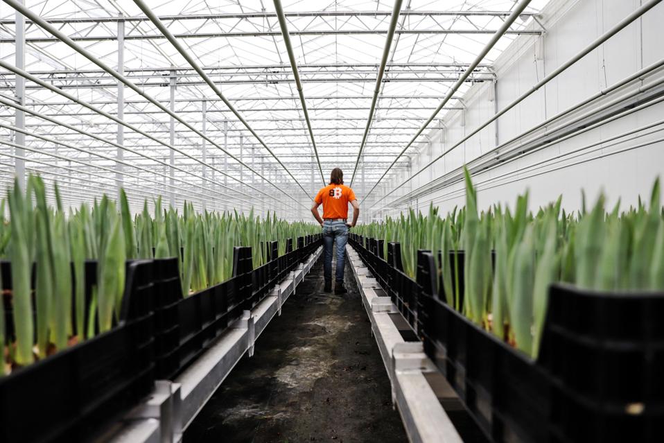 Bitcoin Mining Unlocks Iceland's $9.24 Million Food Import Gap