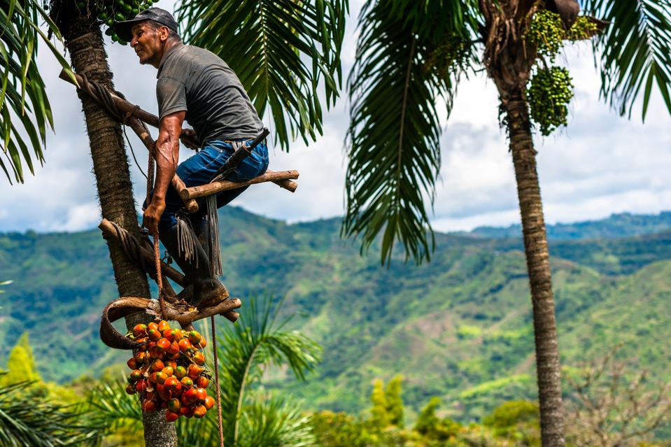 How Are Scientists Saving Colombia’s Delicious Native Palm Species