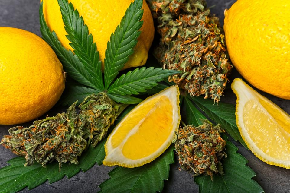 Limonene Terpene Reduces THC-Induced Anxiety, Study Finds