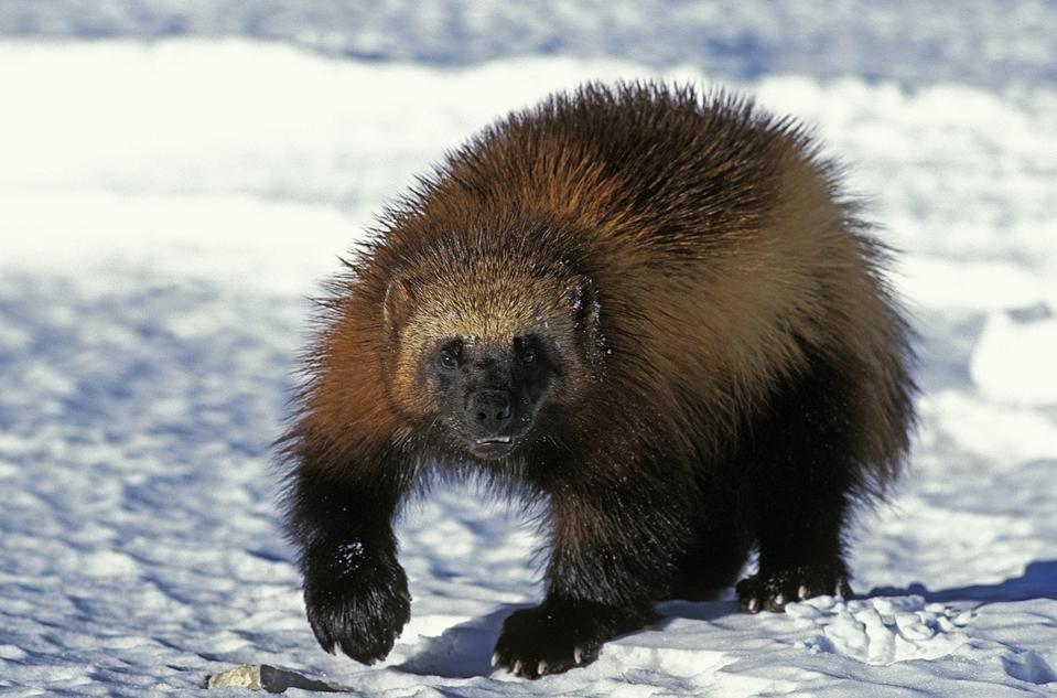 As Colorado Debates Reintroducing Wolverines, Here Are 3 Must-Knows ...