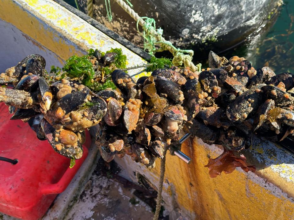 Will This Chilean Mussel Invade Antarctica And Cause Catastrophe?