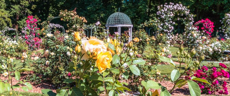 In New York, Track Spring Flowers In Bloom Through A Weekly Report