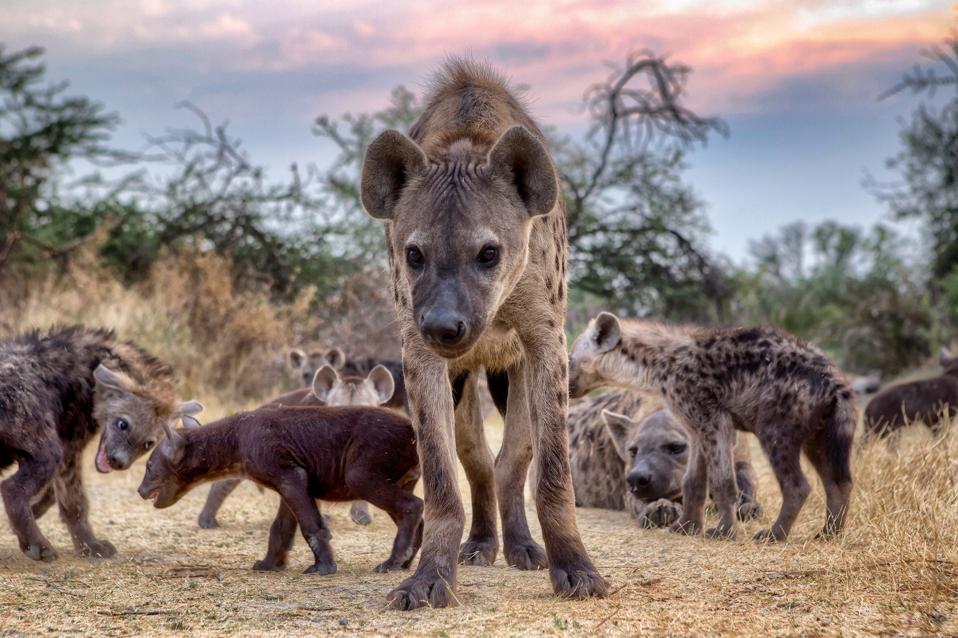 Research On Hyenas Shows How Social Ranks Can Leave Marks On DNA