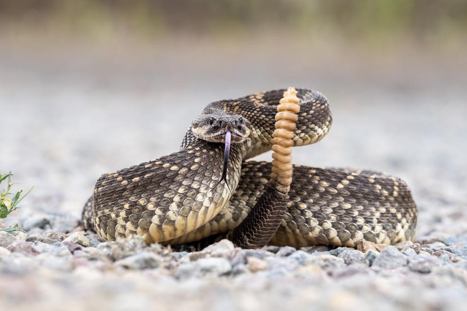 ‘Super-Rattlesnakes’ Found In This Remote Part Of California—A ...
