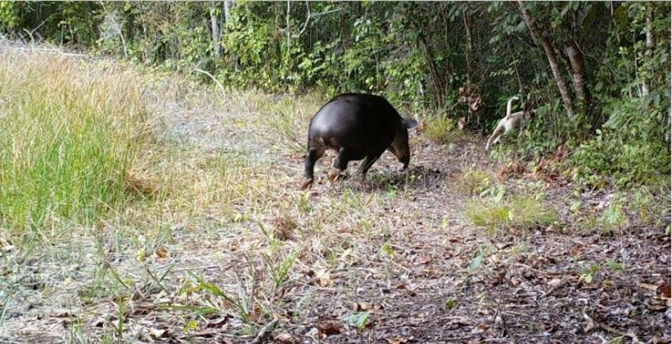 World Tapir Day: What Happens When Dogs Meet Tapirs?