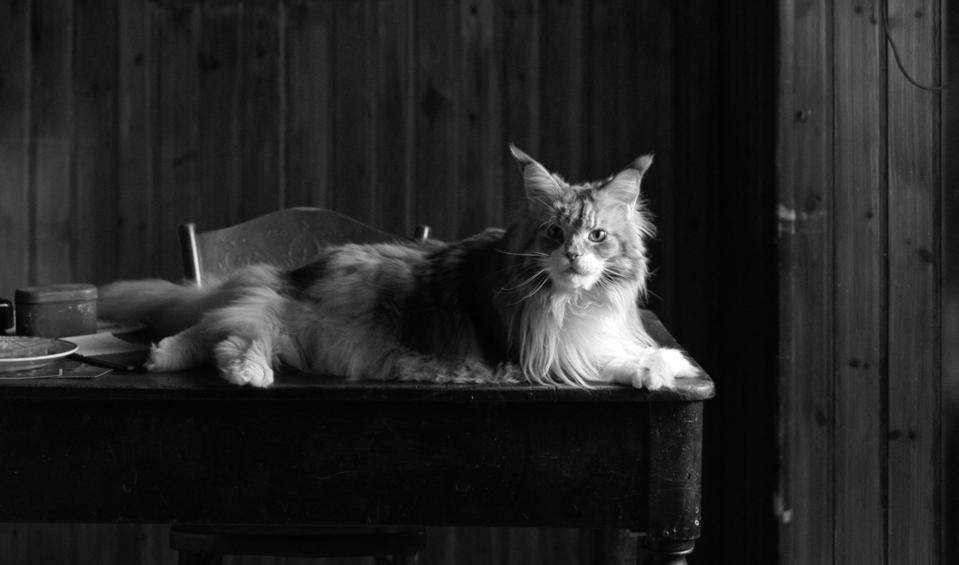 Why ‘Ripley’ Director Cast A Cat As A Key Character In The Netflix Series