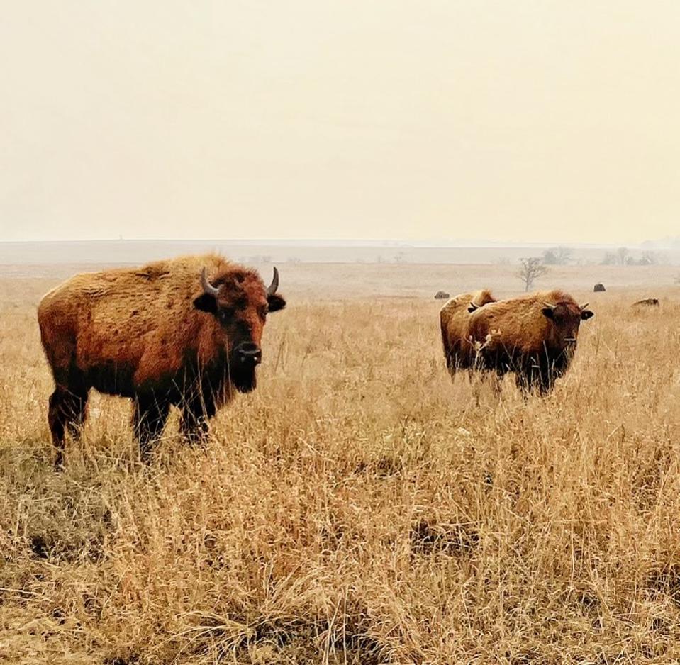 Buffalo Are A Keystone Species For Both Tribal Identity And Grassland ...
