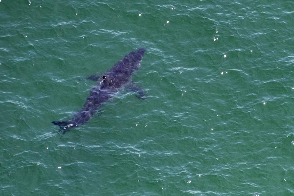 The Secret Lives Of Baby Great White Sharks Revealed