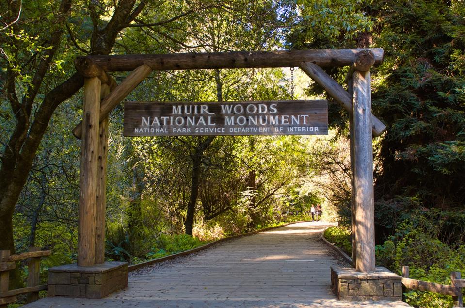 Inside The Redwood Forest At California’s Muir Woods