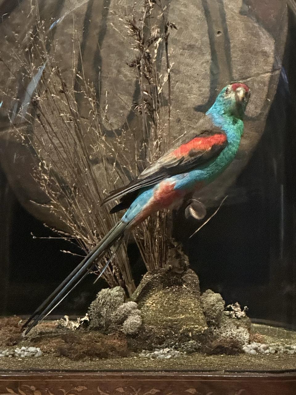 Meet The Dazzling ‘Paradise Parrot’–Australia’s Only Extinct Bird