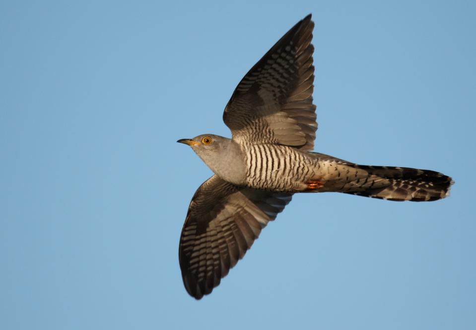 Uncovering The Genomic Secrets Of Color Variants In Female Cuckoo Birds
