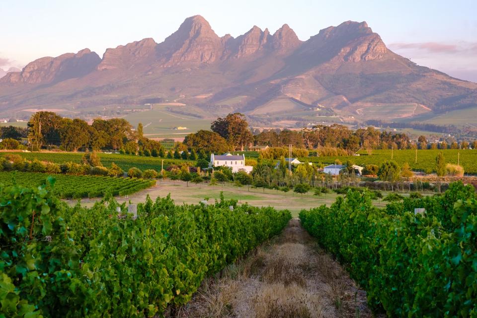 Discover 7 Must-Do Activities In Stellenbosch, South Africa