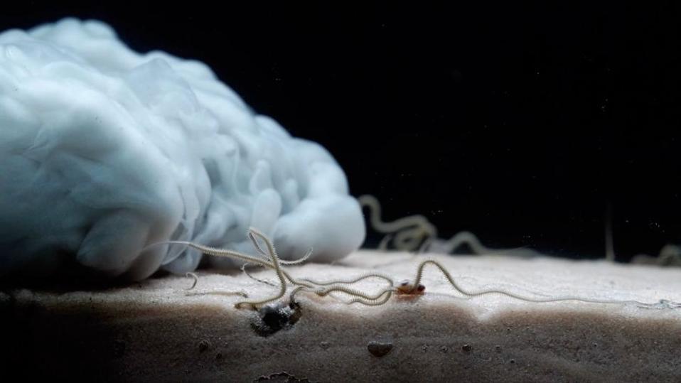 Burial Experiments Show How Animals Can Become Fossils