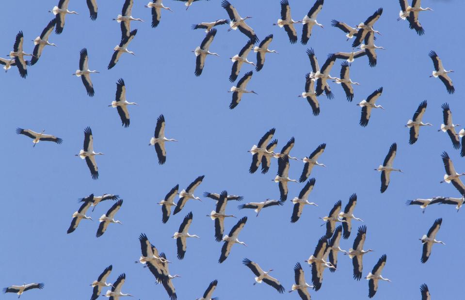 Birds Of A Younger Feather Flock Together, Says Recent Stork Research