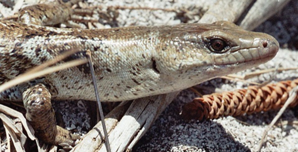 The Story Of How The Giant ‘Terror Skink’ Was Presumed Extinct, Then ...