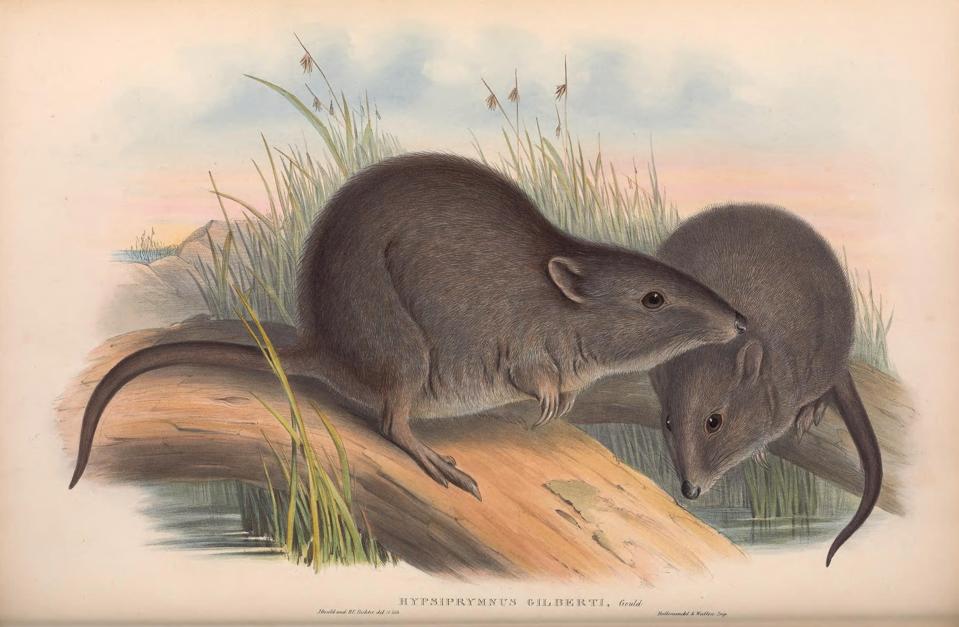 Meet The 3 Rarest Marsupials In The World—Presumed Extinct, Then ...