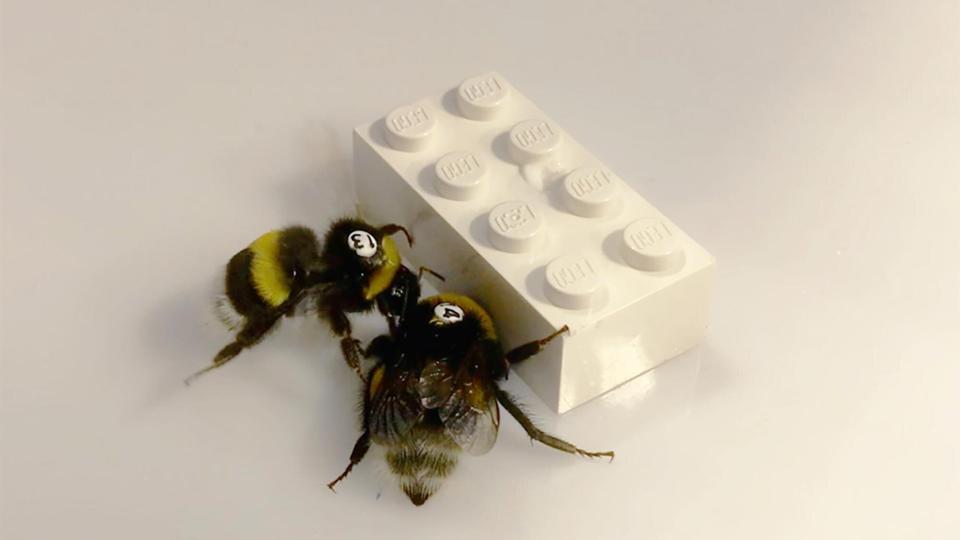 Scientists Taught Bees To Play With Legos And Marveled At What Happened