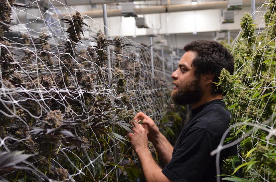 Meet The Power Duo Behind Award-Winning Weed Brand Team Elite Genetics