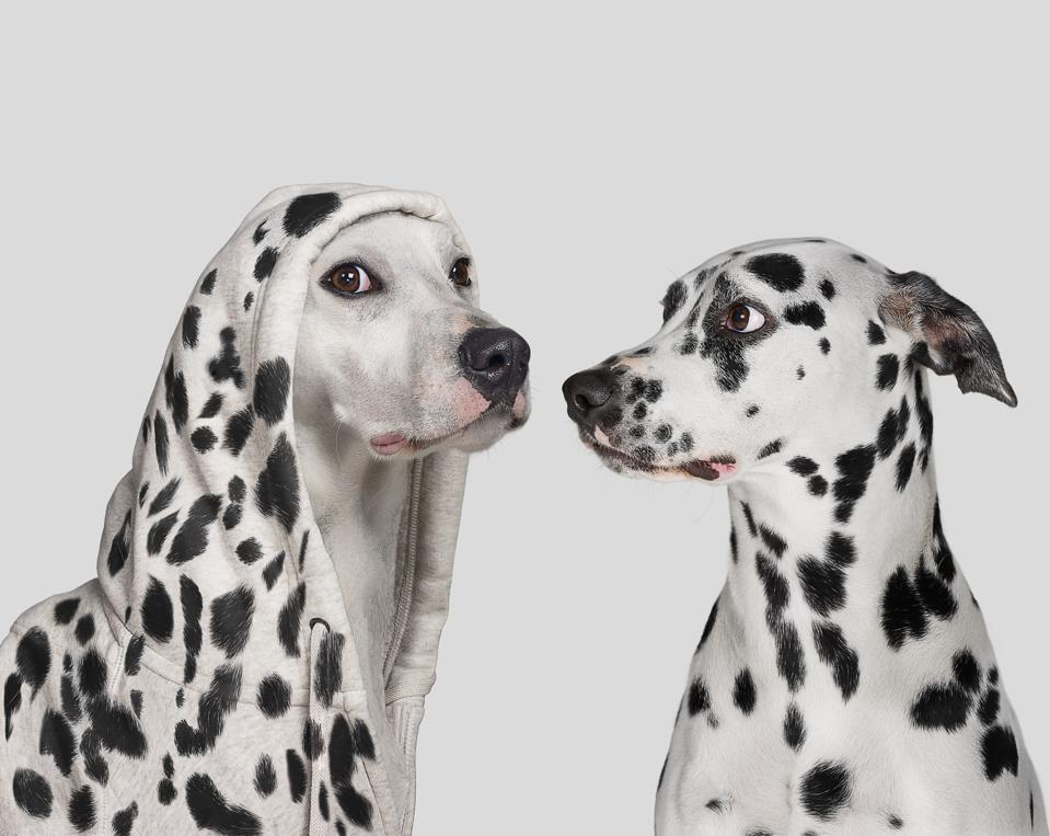 4 Pairs Of Animals That Look Identical, But Couldn’t Be Farther Apart ...