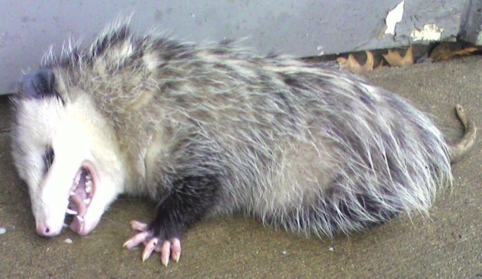 4 Eye-Popping Photos That Show How Animals ‘Fake Death’ To Save Themselves