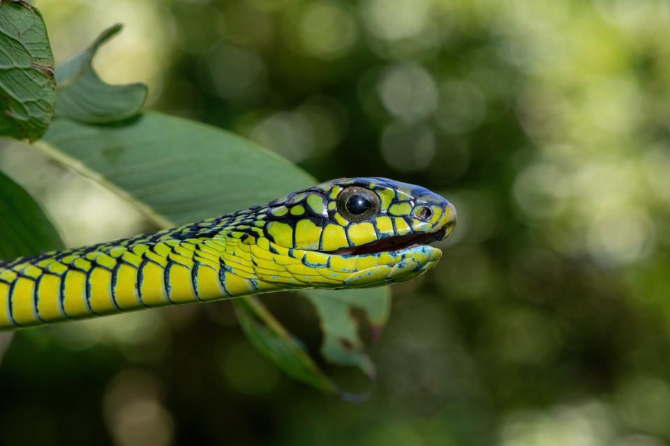 Meet The 3 Deadliest ‘Rear-Fanged Venomous’ Snakes—Shown In 4 Stunning ...