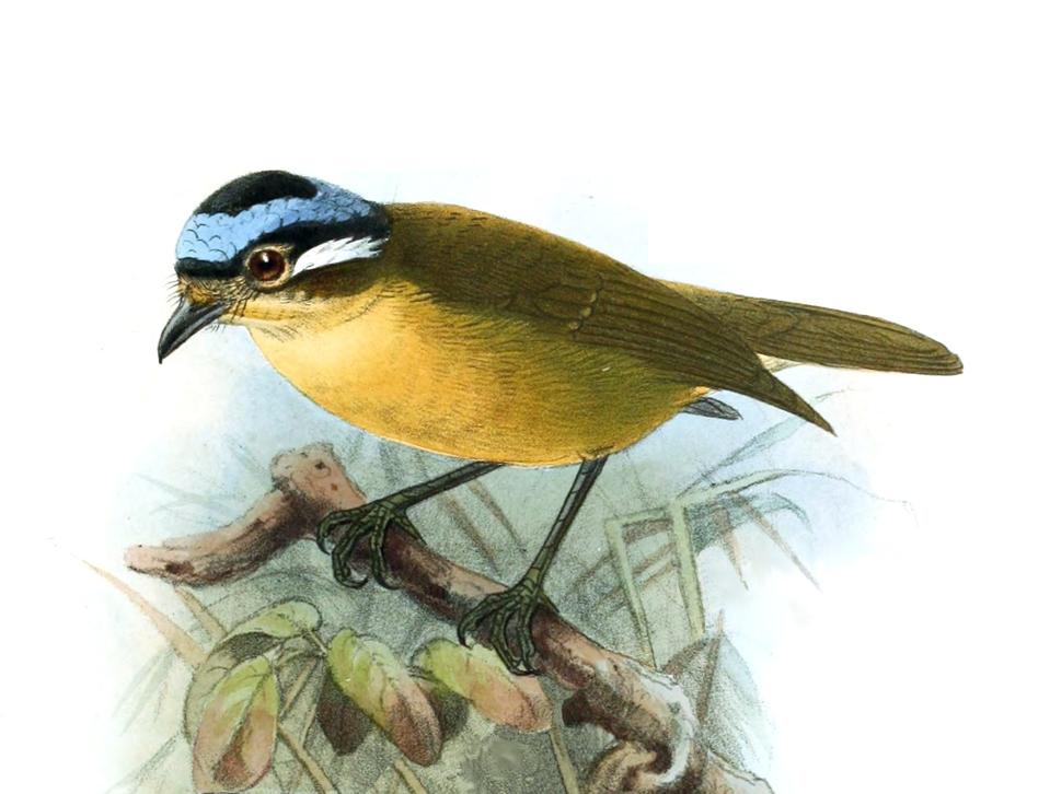 Meet 5 ‘Poisonous Birds’ Of Nature—Introduced In 6 Beautiful Sketches