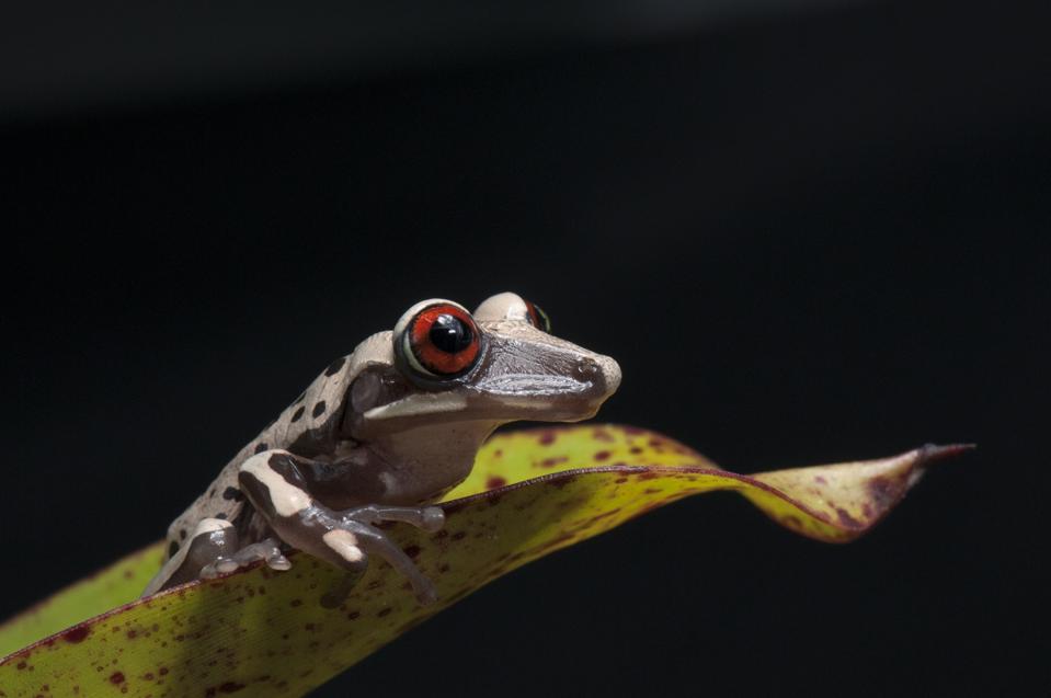 Meet 2 ‘Freaky Frogs’ Of South America—They’ll Kill You With A Headbutt