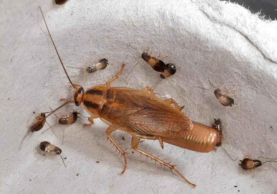 Genetics Reveals The Mysterious Origins Of The Cockroach