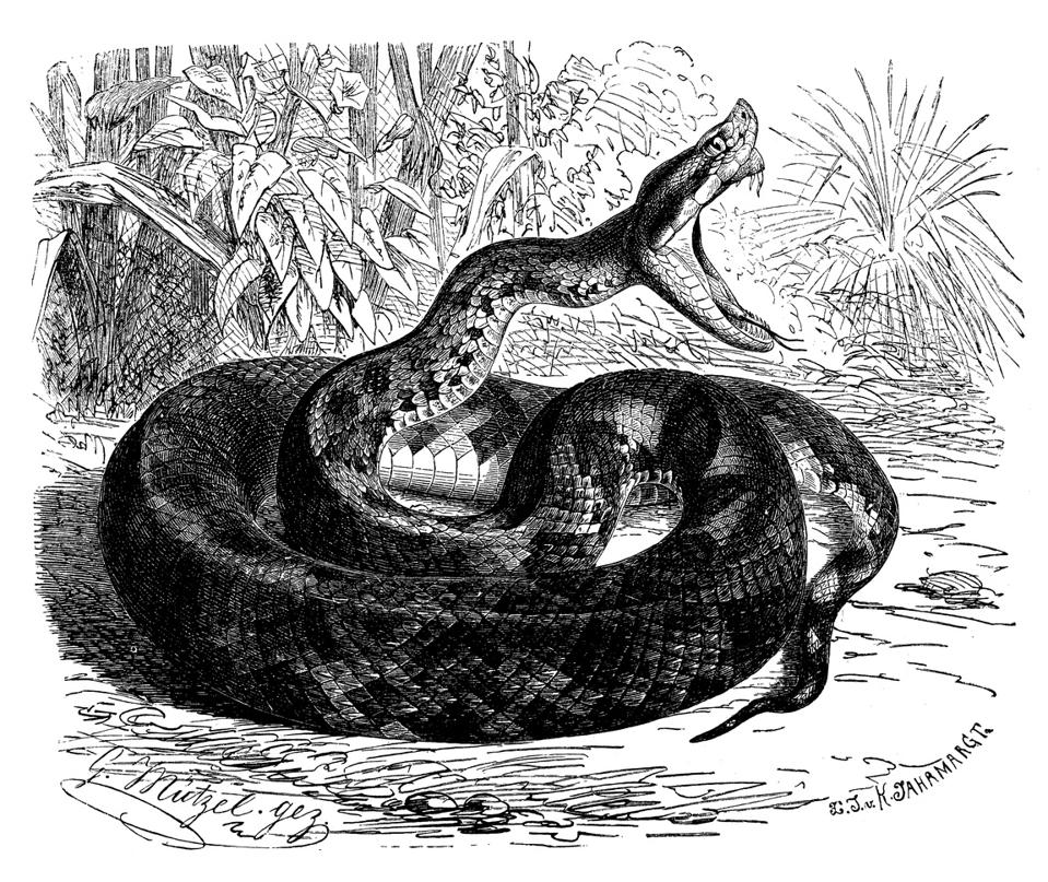 A Biologist Spotlights The Most Dangerous American Reptile (Hint: It’s ...