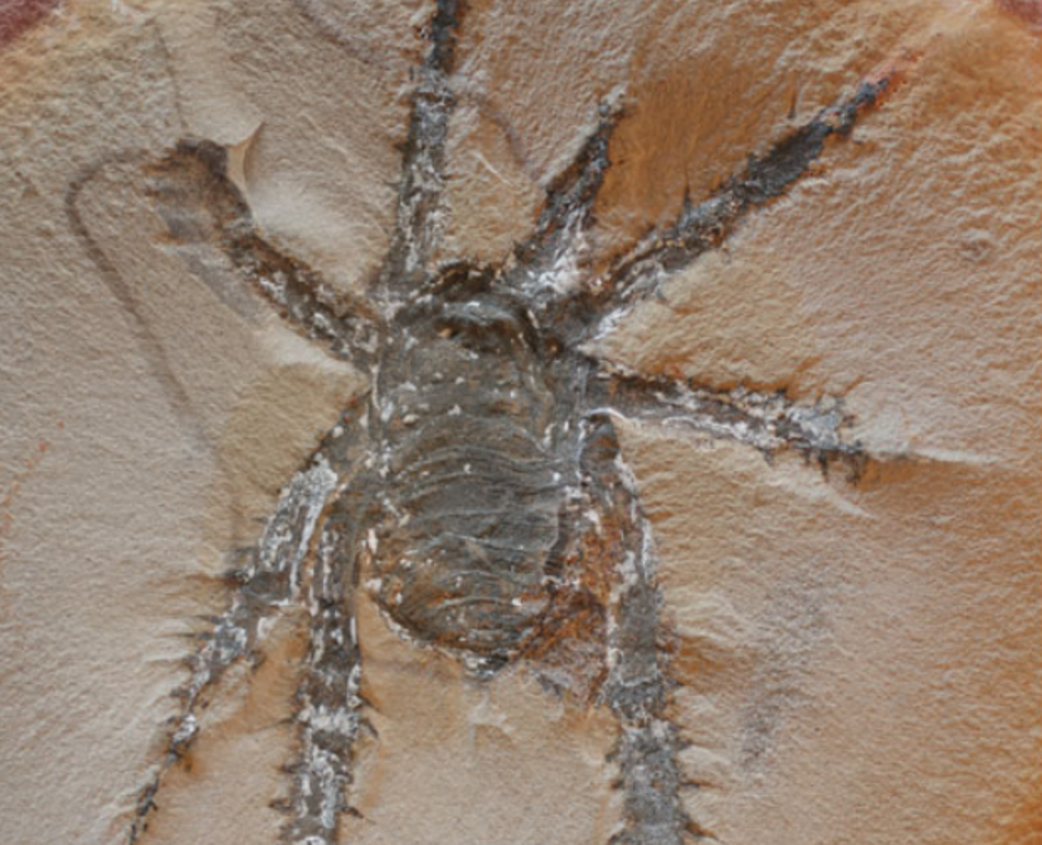 Meet This 300 Million Year Old ‘Spiky Spider’—Found In One Of America’s ...