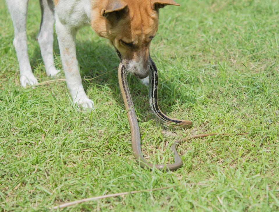 95 Pet Dogs Were Bitten By Venomous Vipers–Here’s How Many Survived