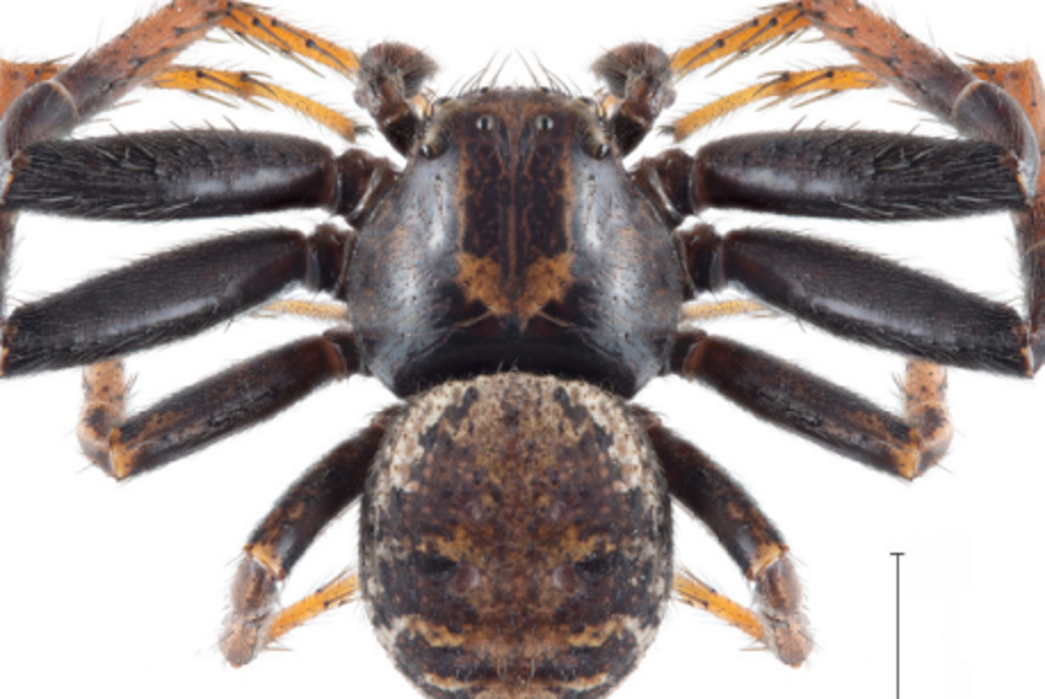 A New ‘Crab Spider’ Species Is Found On An Ancient Volcano In This ...