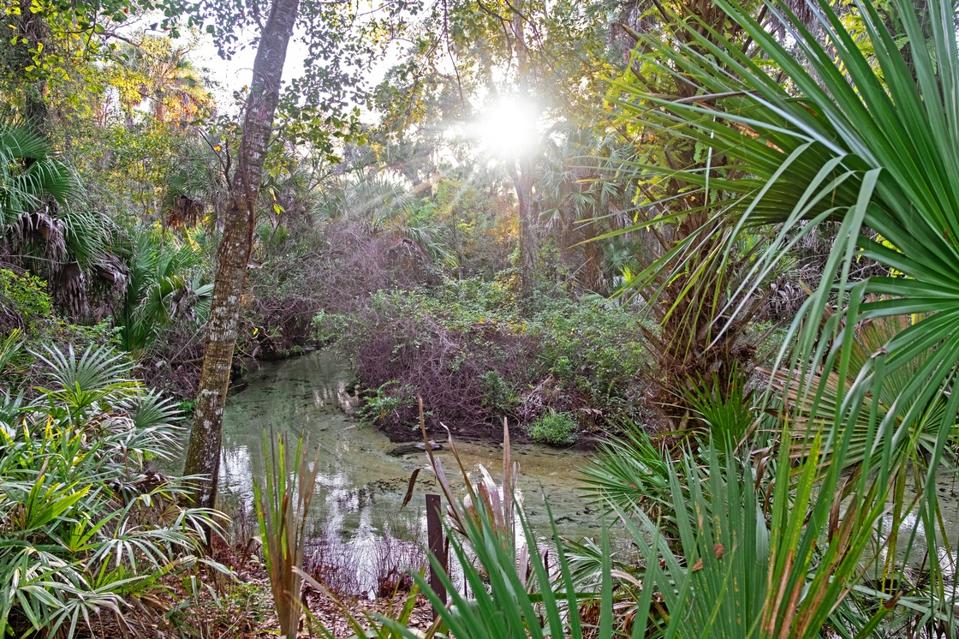 Florida’s Travel Secret: The Wonders Of Ocala National Forest