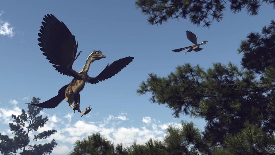 New Dinosaur Fossil Tells The Story Of How Birds Took To The Skies