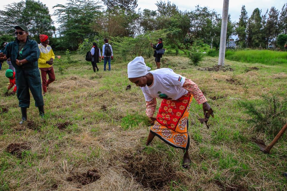 Trees Are Good For Tackling Climate Change, Right?