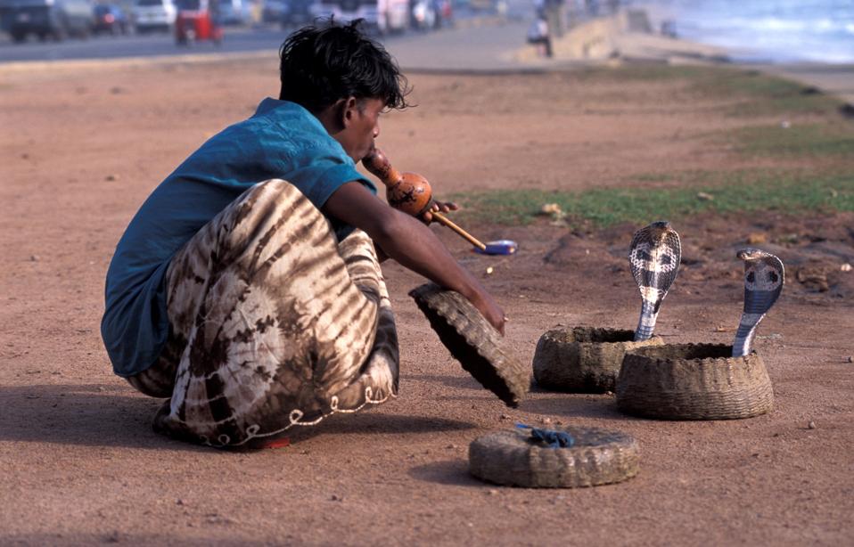Why India’s ‘Big Four’ Snakes Are So Deadly—And 5 Life-Saving Tips From ...